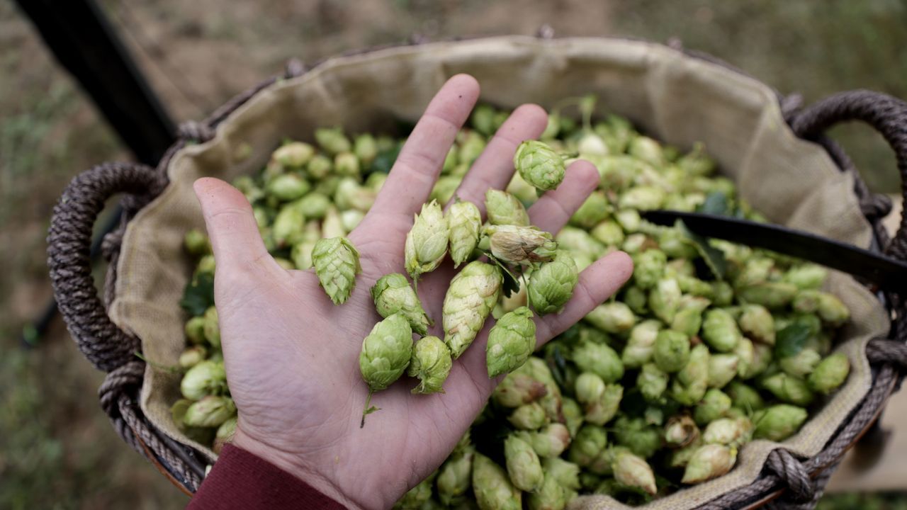 Hijos de Rivera lanza Lupia, una marca de cerveza con lúpulo cultivado ...