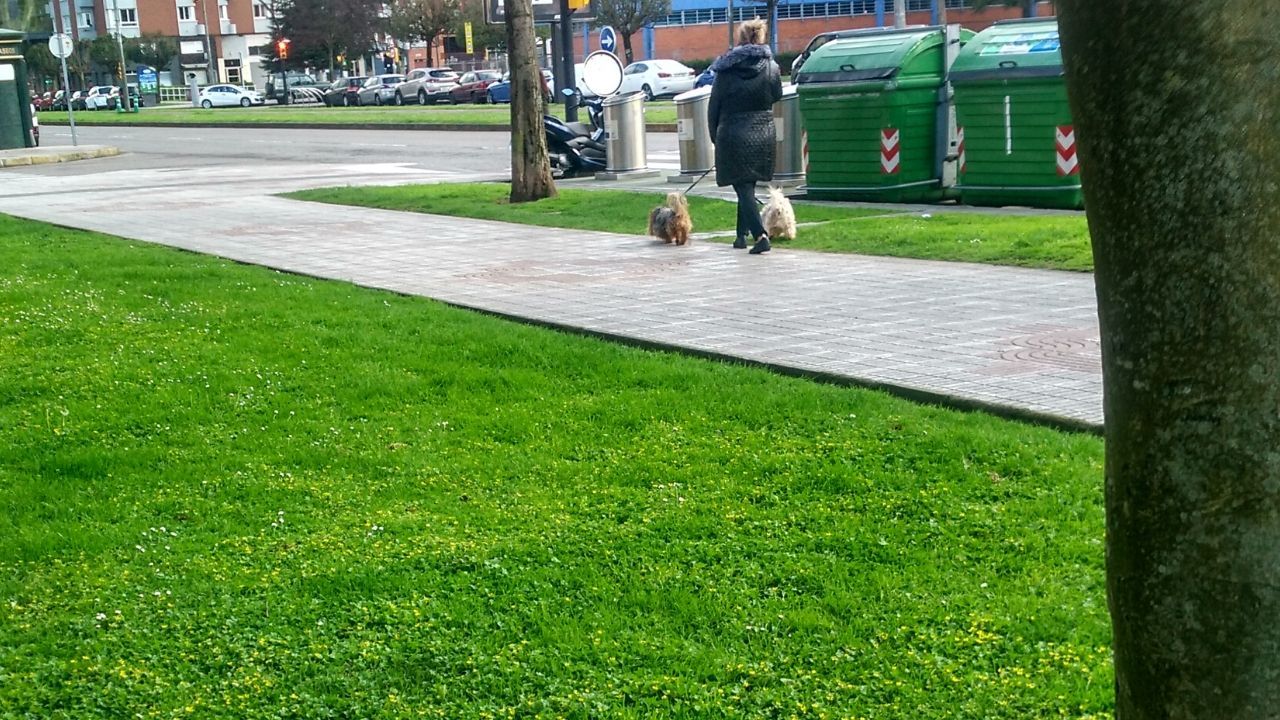 Estas son las normas para sacar de paseo a los perros