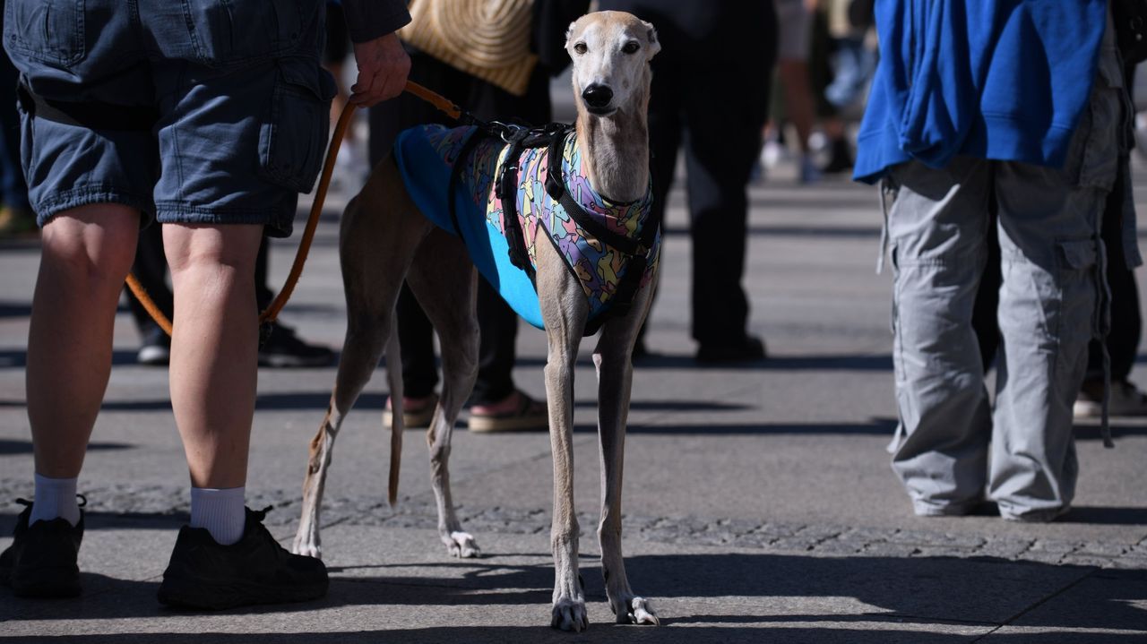 El Gobierno confirma que el seguro para perros y el curso de formación ...