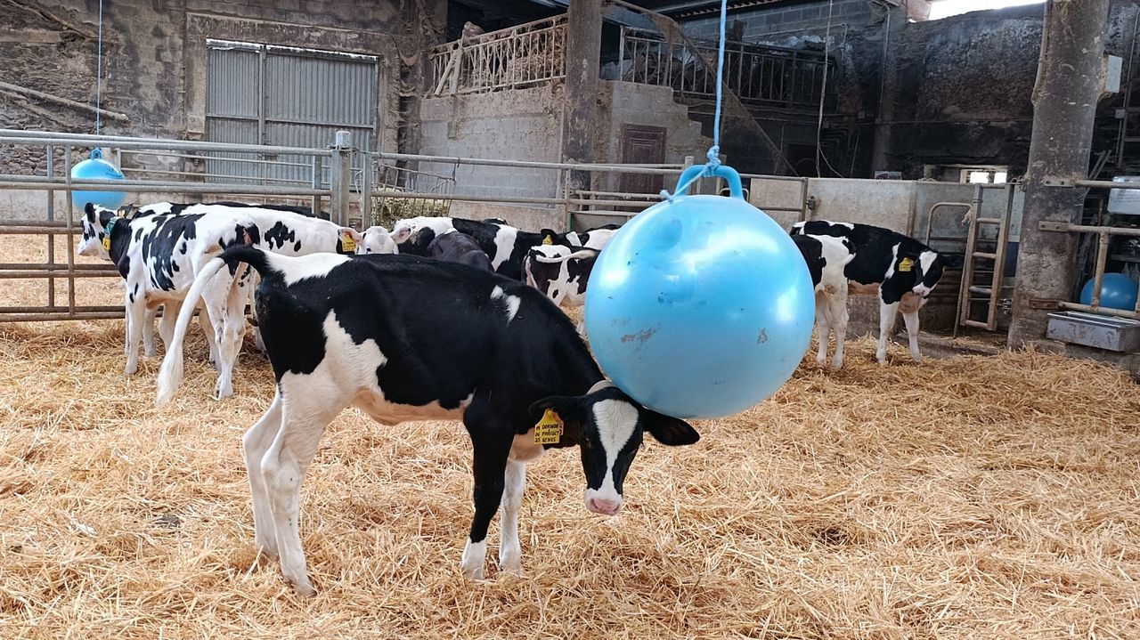 Vacas felices, cómodas y en plena forma