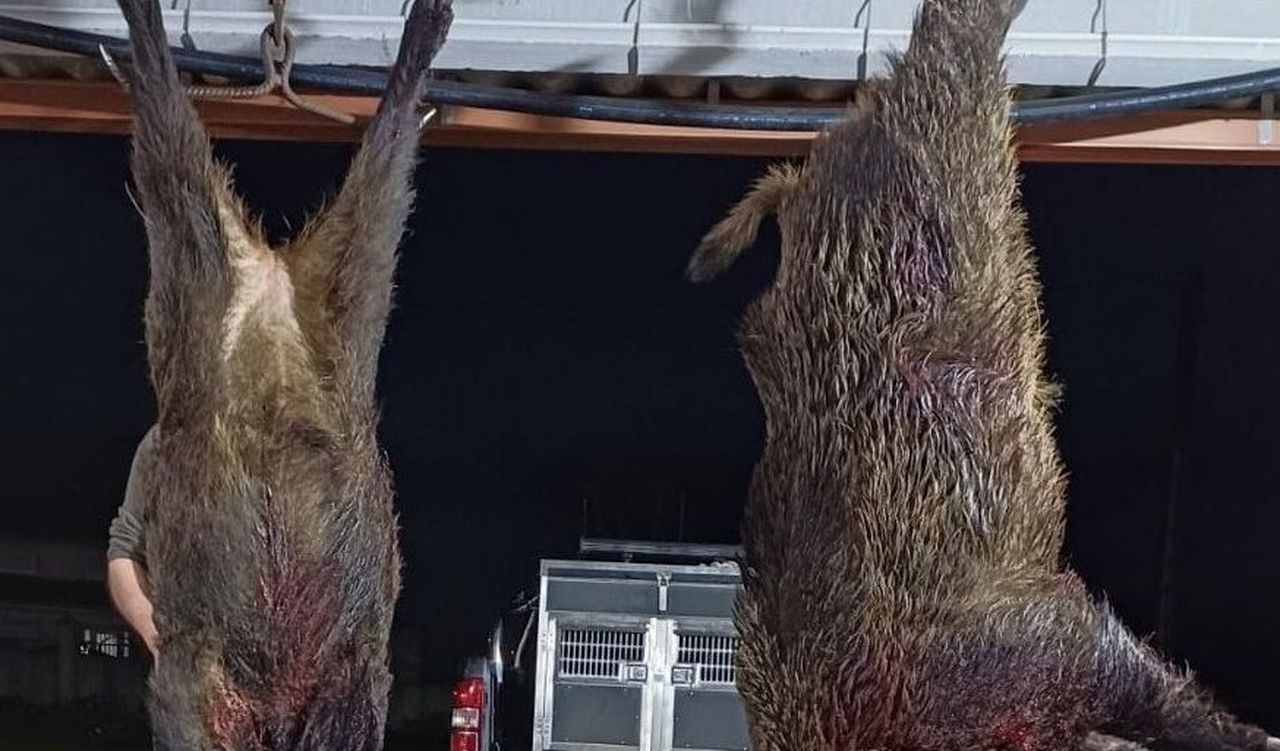 Cazan en una batida un jabalí de 132 kilos y otro de 98