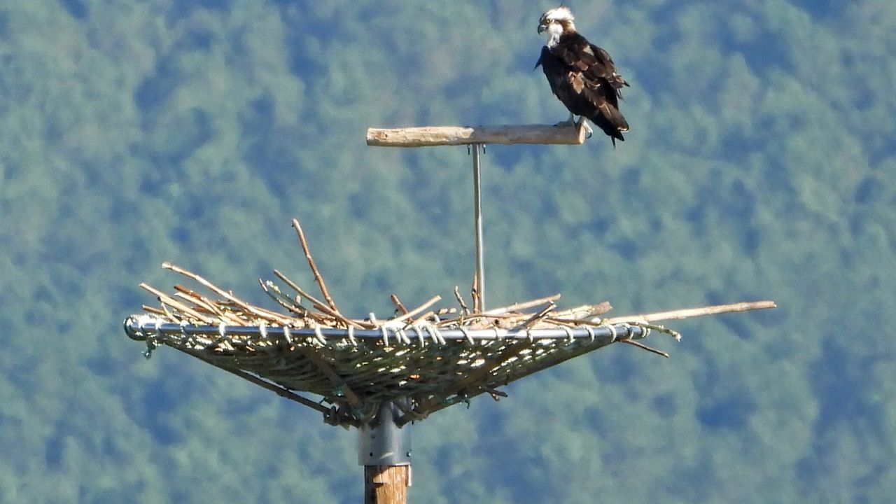 Nidos a 6,5 metros de altura para que las águilas pescadoras críen en ...