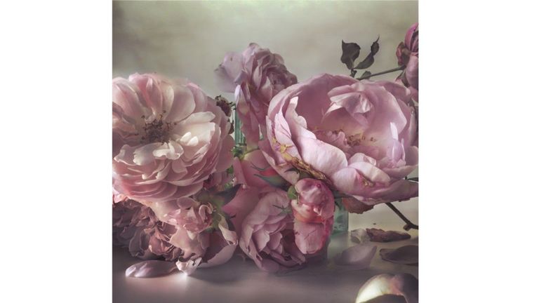 La Fundación Barrié expone las rosas de Nick Knight, el fotógrafo que ...