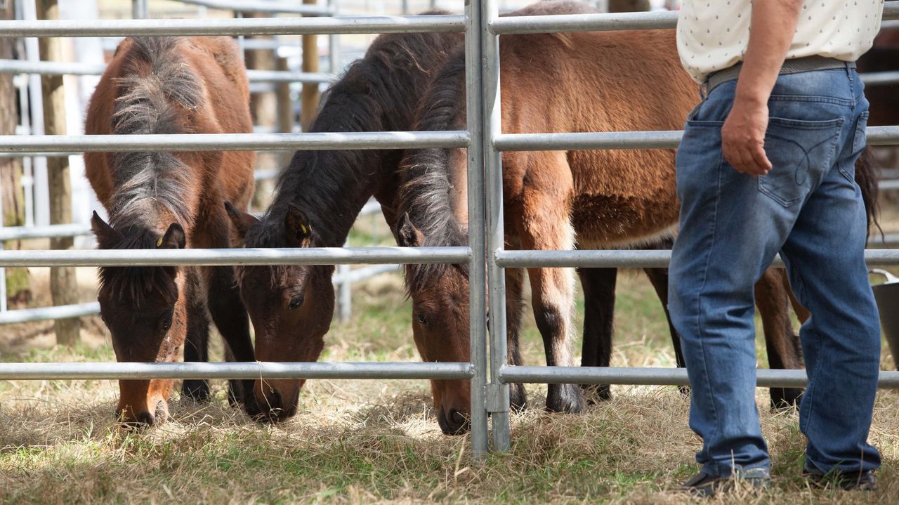 Muras acoge hoy una nueva edición de la Feira do poldro e do Gando do Monte