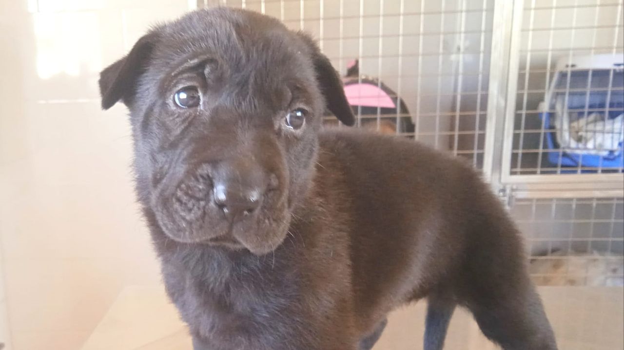 Cachorros de pastor australiano, shar pei y sabueso buscan familia