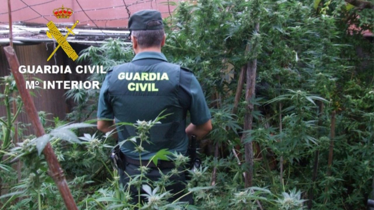Vecinos de Mos se quejan del olor a marihuana y la Guardia Civil encuentra una plantación dentro ...