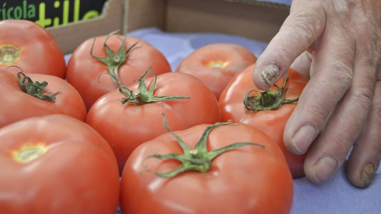 El tomate Avoa de Osedo, a un paso de convertirse oficialmente en variedad