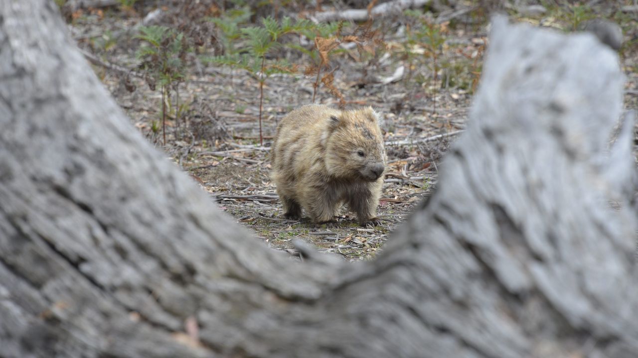 Piden la expulsión de una «influencer» y turista que capturó una cría ...