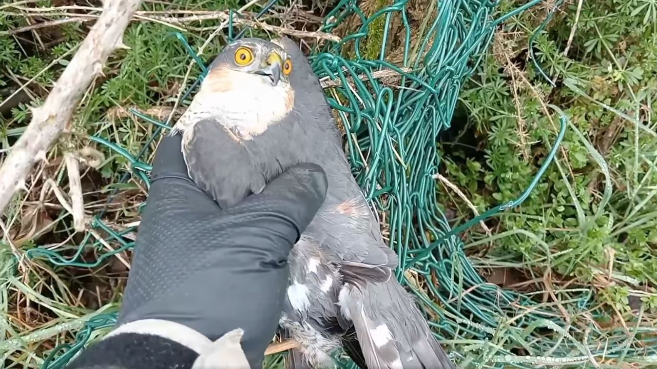Un concejal de Lalín rescata a un gavilán en apuros: «Saqueino con ...