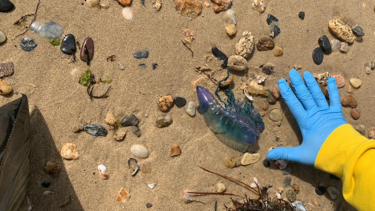 La marea arrastra medio centenar de carabelas portuguesas a la playa ...