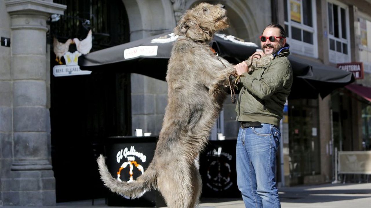 Muere el perro más grande de Vigo