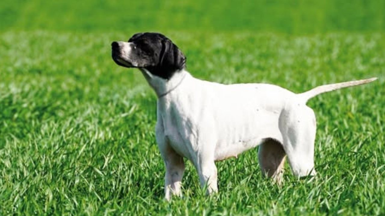 Cómo elegir el alimento adecuado para un perro o un gato