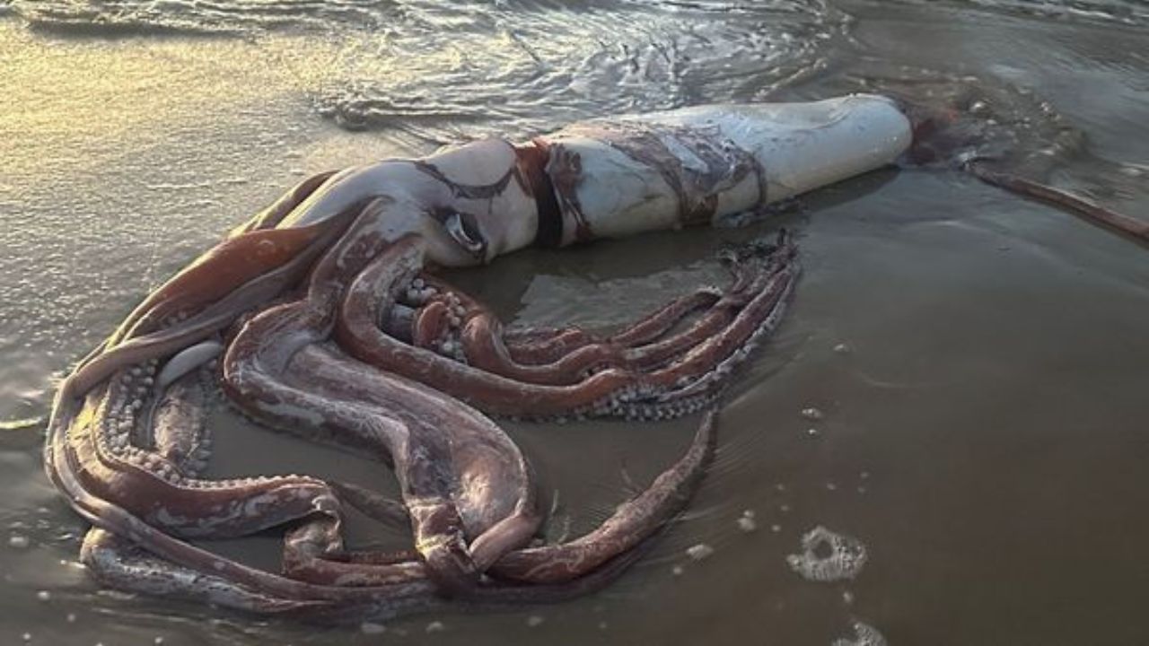 Aparece un calamar gigante en la playa de El Sablón, en Llanes