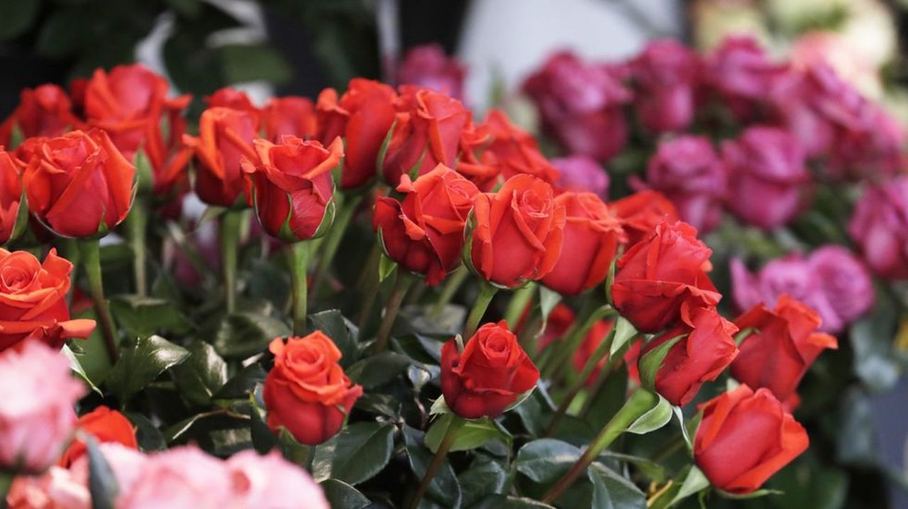 Italia: El sector de la floricultura, en auge