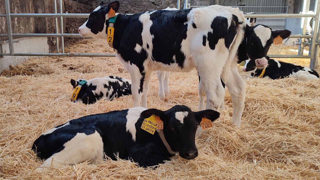 Vacas felices, cómodas y en plena forma