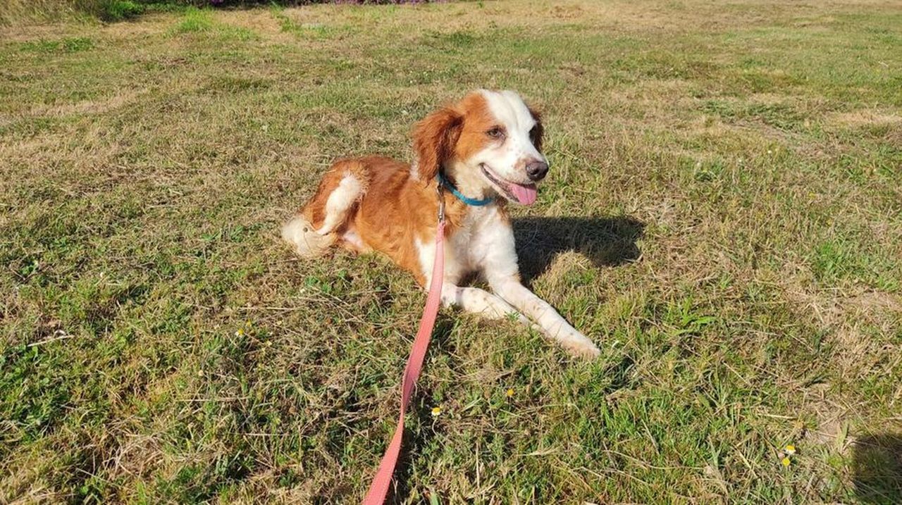 Tina, una perra abuelita que llegó a la protectora pontevedresa CAAN en ...