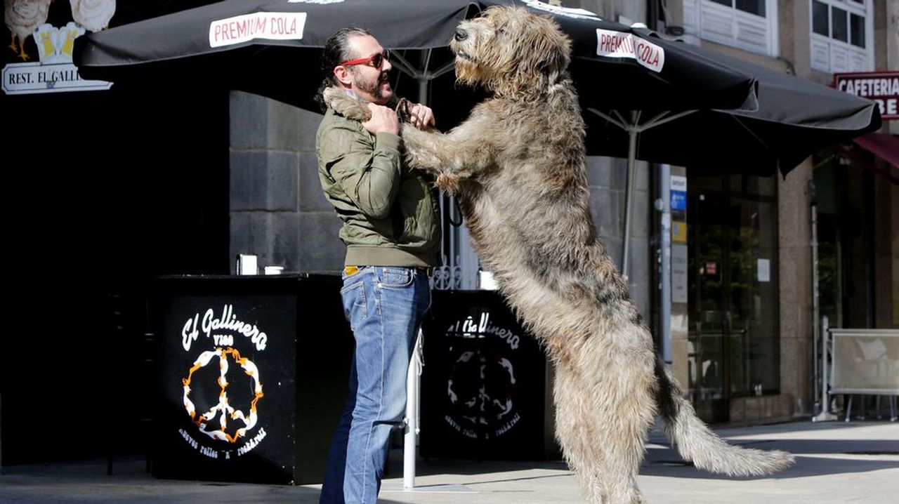 Muere el perro más grande de Vigo
