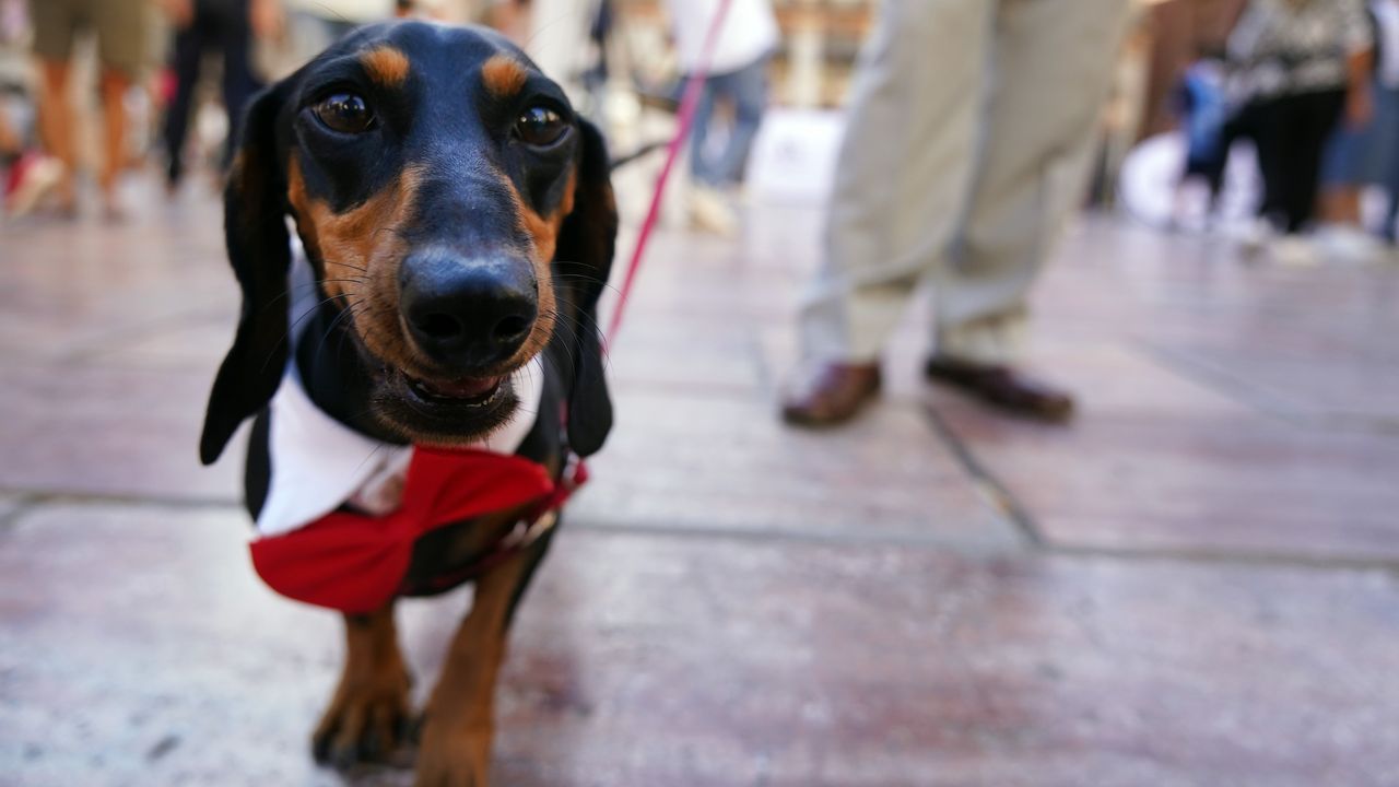 A partir de este viernes, abandonar a un perro estará multado con hasta ...