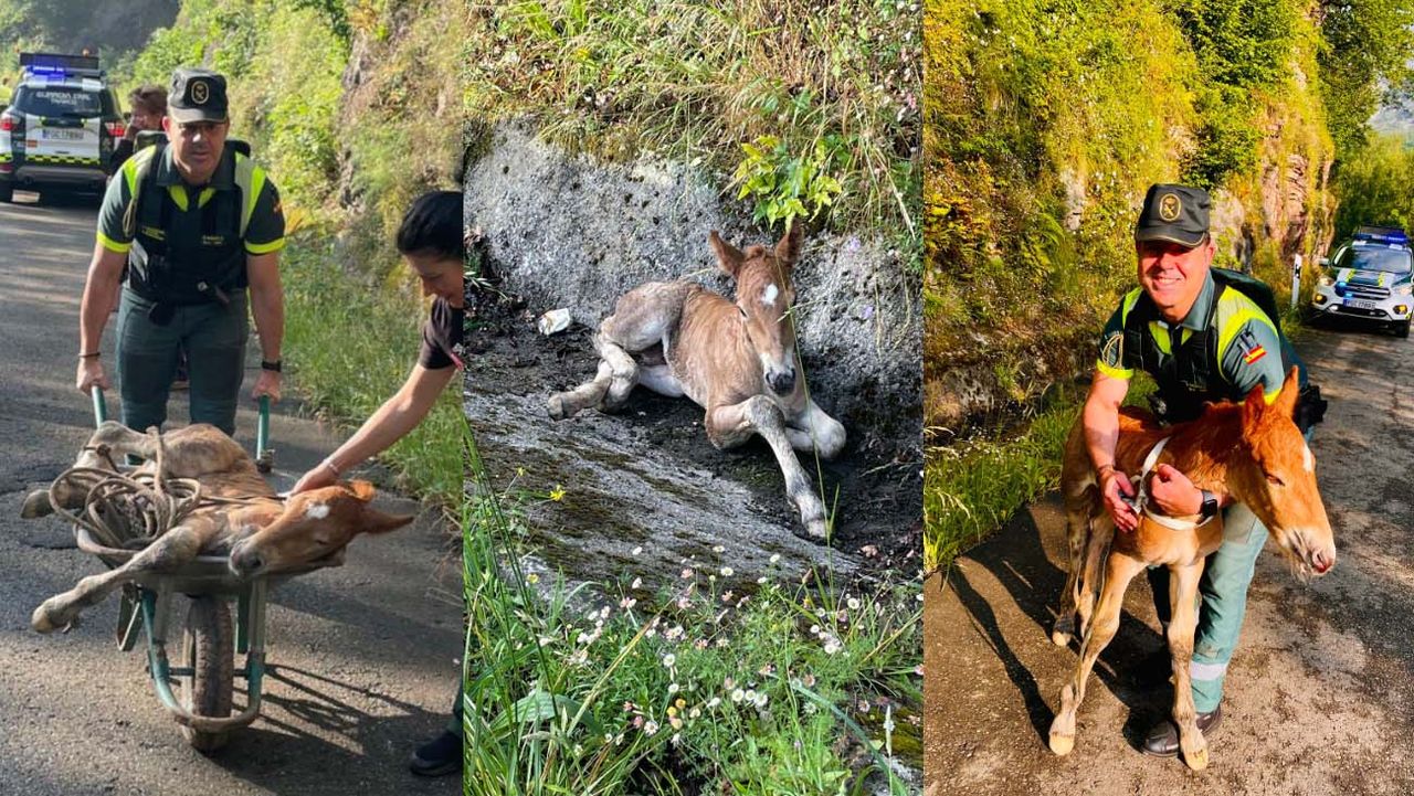 «Benemérito», el potrín rescatado de la cuneta en Mieres por la Guardia ...