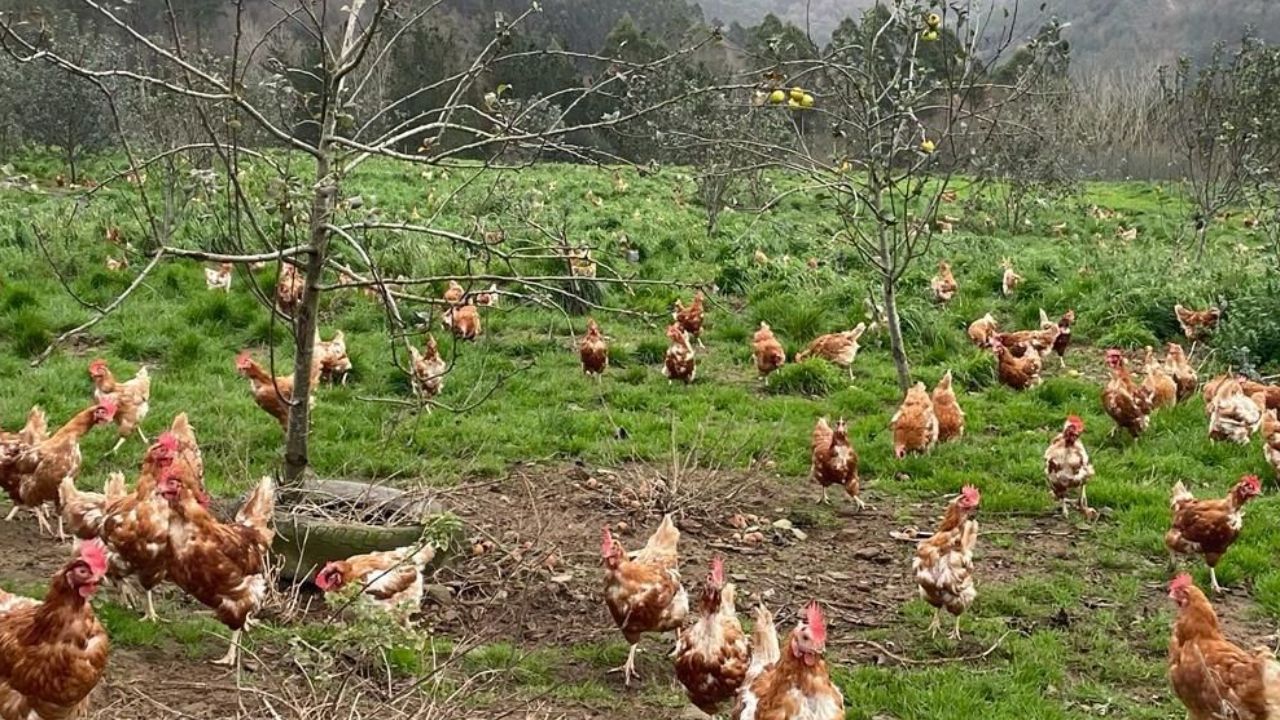 La granja de gallinas camperas de Taramundi de 9.500 huevos al día ...