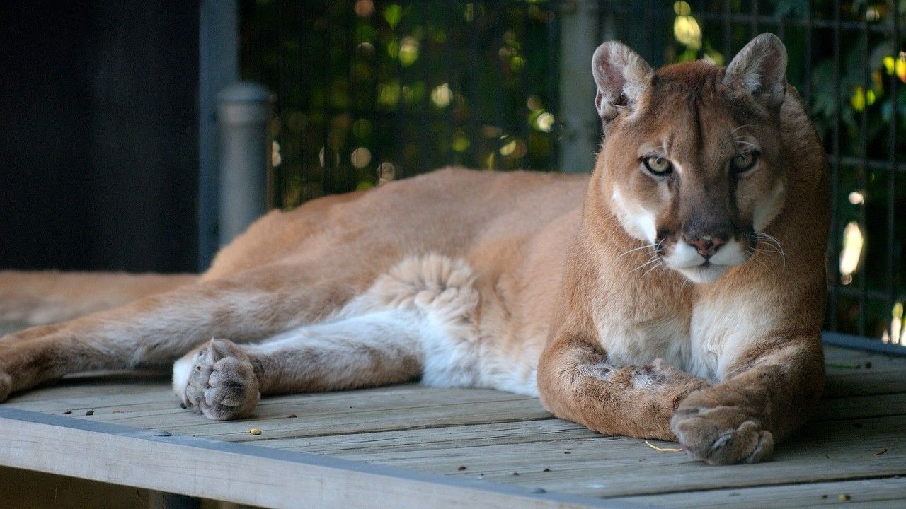 Ahuyenta a un puma con música de Metallica