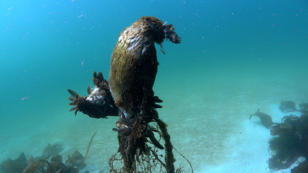 Las redes fantasma causan estragos en peces y aves de los fondos de las islas Cíes