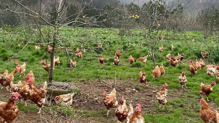 La granja de gallinas camperas de Taramundi de 9.500 huevos al día: «Viven como reinas»
