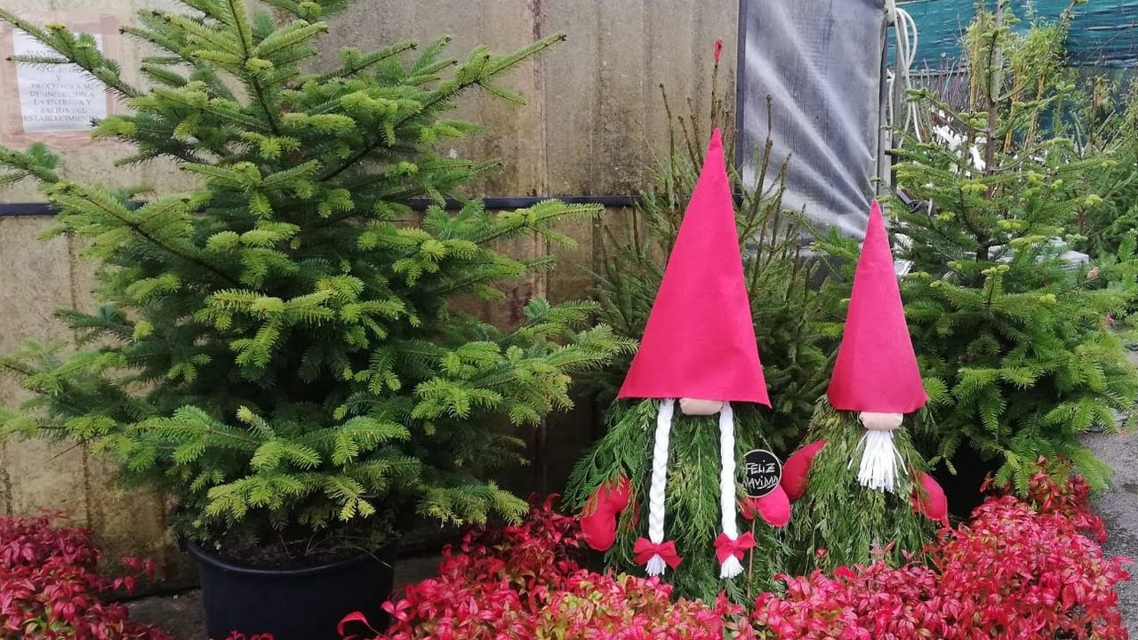 ¿Aún se venden los árboles de Navidad naturales?