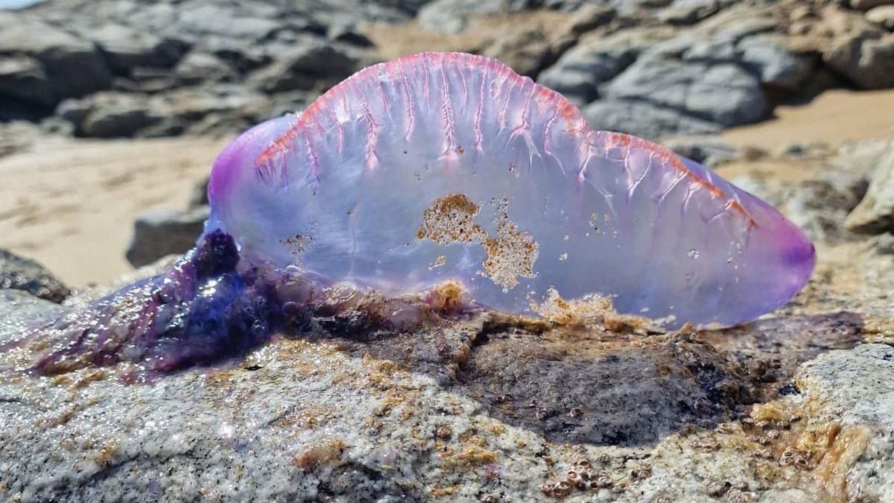 Así se peina la costa de A Mariña para localizar y retirar las temidas ...