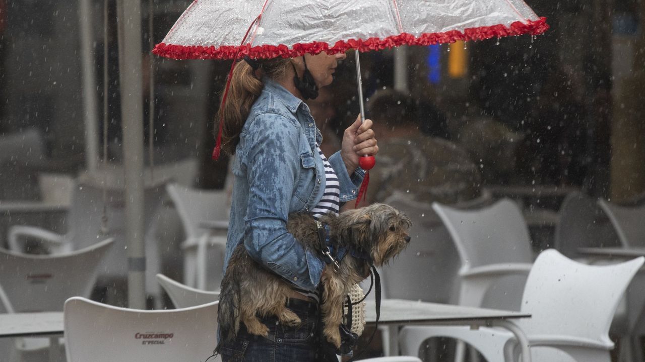 La nueva ley exigirá un cursillo para tener perro