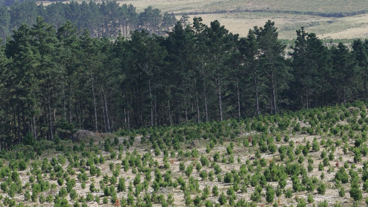 El nuevo Plan Forestal tendrá una inversión de 600 millones