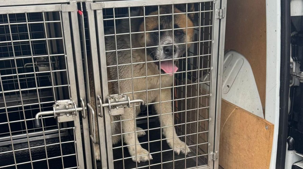 Un perro potencialmente peligroso muerde a dos personas y se abalanza ...