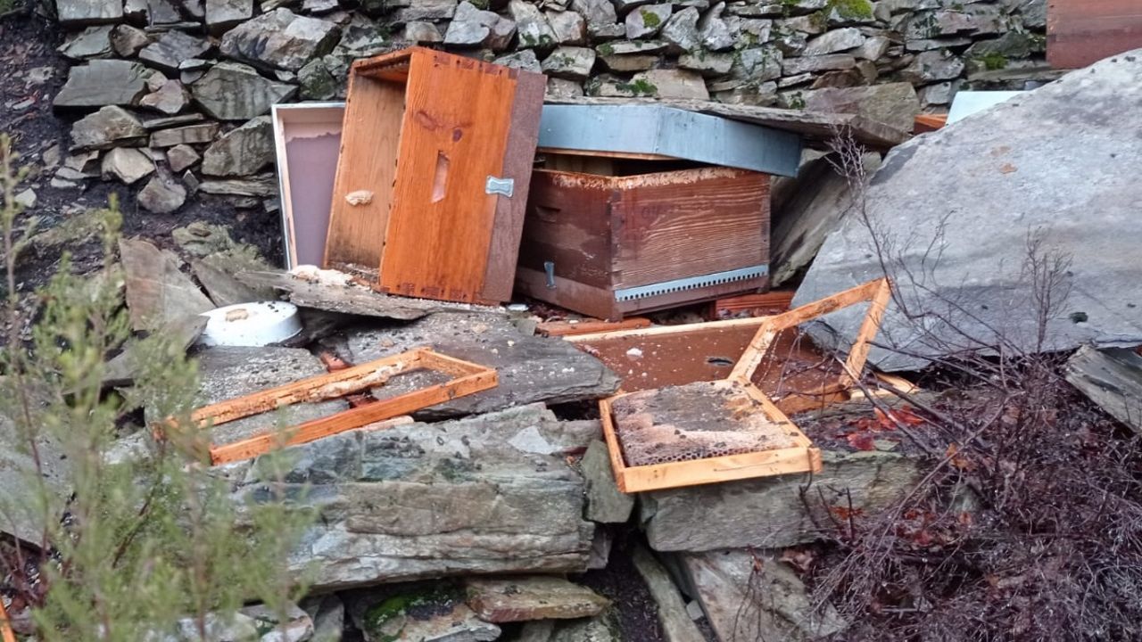 El oso destroza varias colmenas en A Fonsagrada