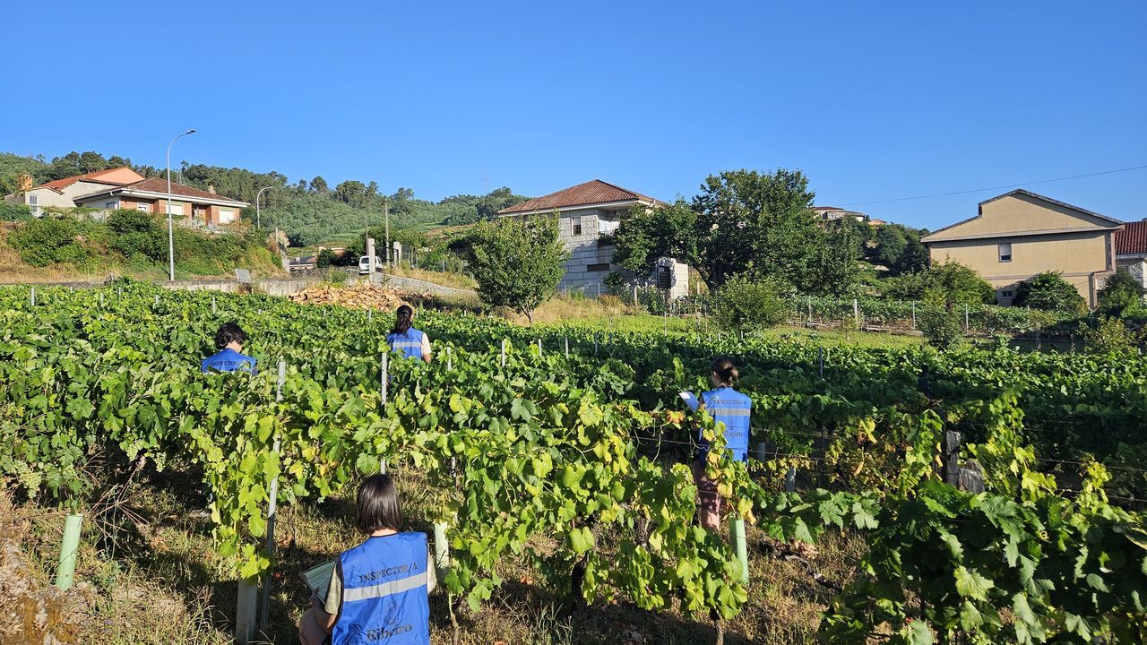 El consejo regulador de O Ribeiro inspecciona los viñedos