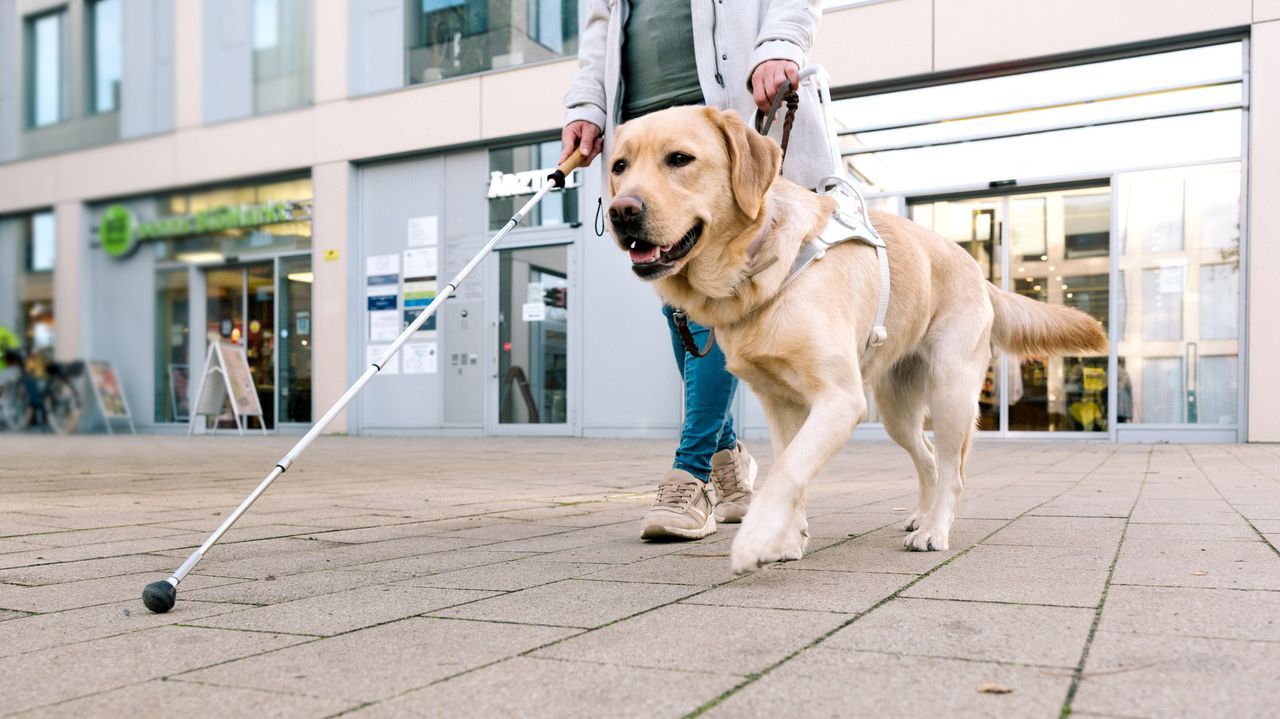 Por Qué Los Perros Guía Son Siempre Labradores
