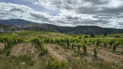 La ruta del vino de Valdeorras: una experiencia entre bodegas, viñedos ...