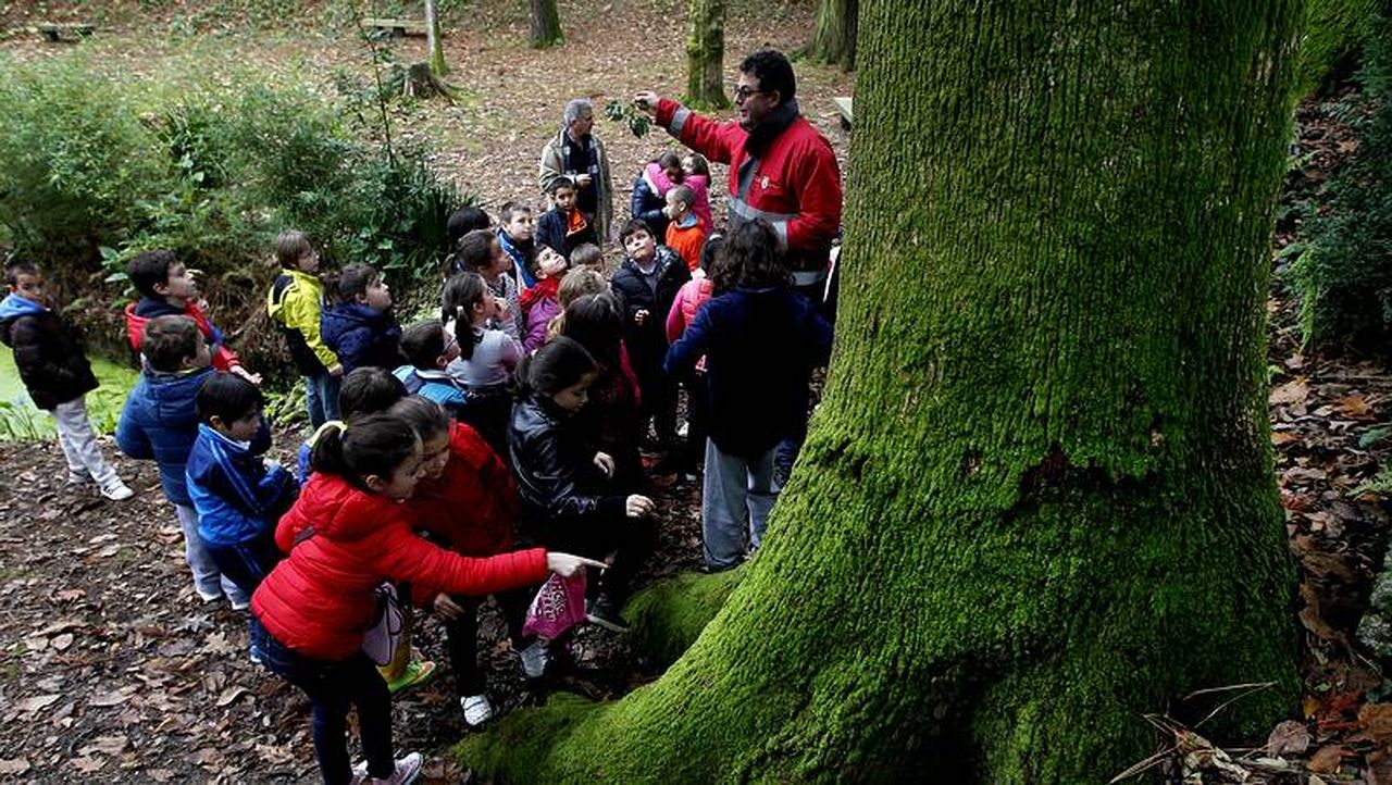 Los secretos del alcanforero que huele a verde y a hierba