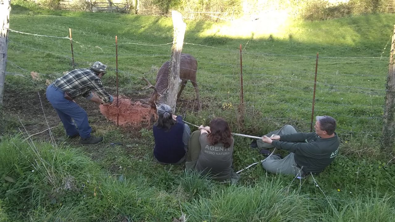 Así se libera a un venado atrapado en una alambrada