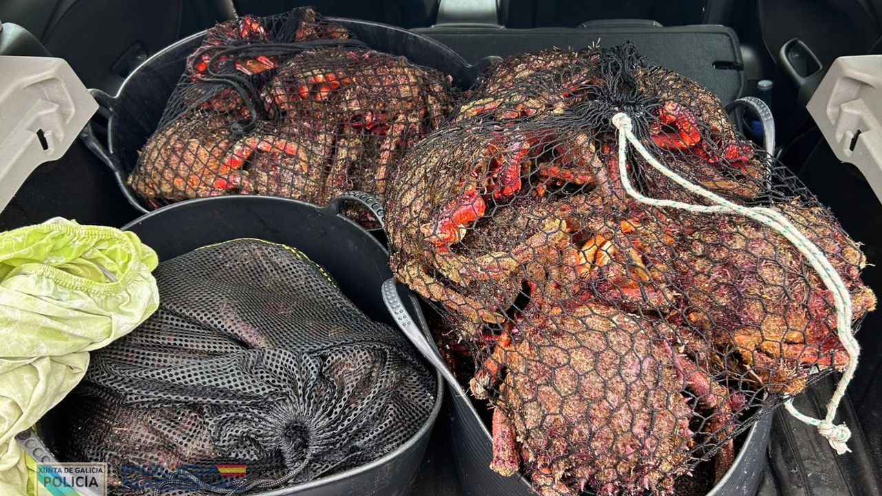 Decomisados 74 kilos de centolla en Rianxo