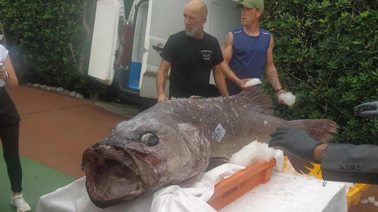 Un mero de más de 55 kilos en Oia