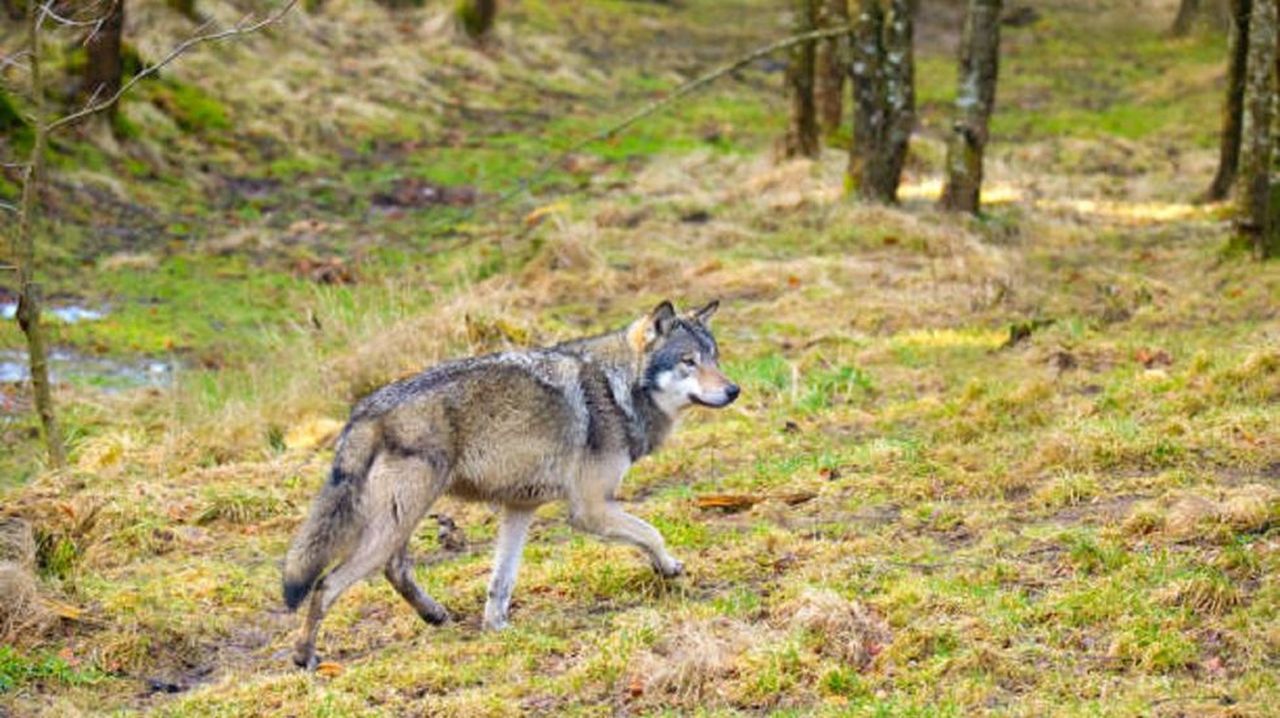 El lobo se expande por la provincia de Pontevedra y alcanza ya el monte ...