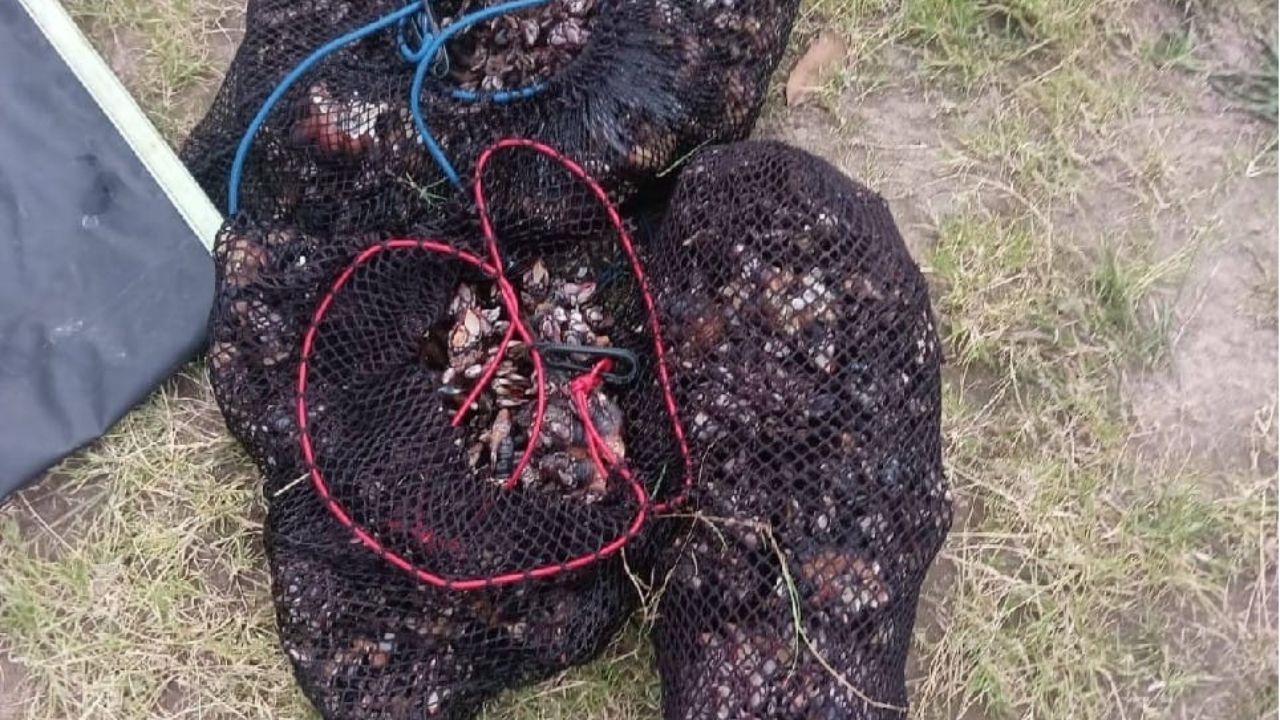 Investigan a un gijonés por la pesca furtiva de 19,6 kilos de percebes ...