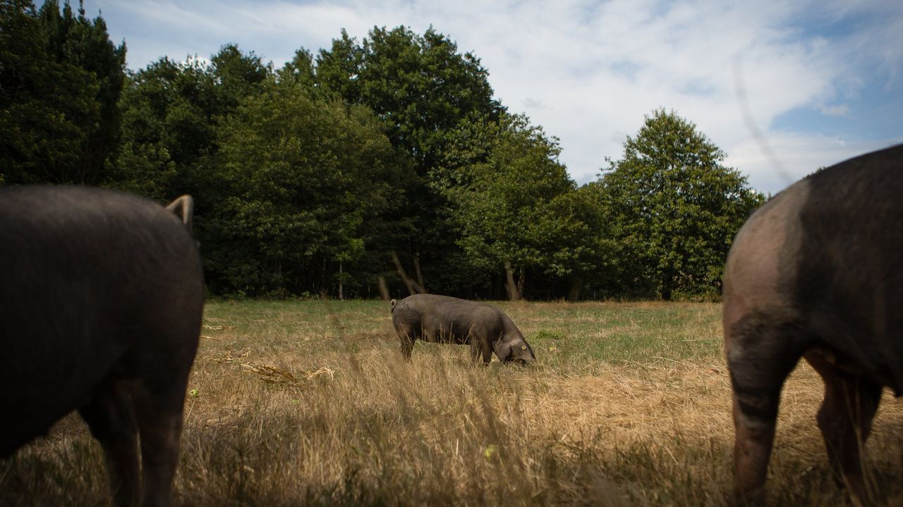 El porco celta pone su primera pica en el mercado de Portugal