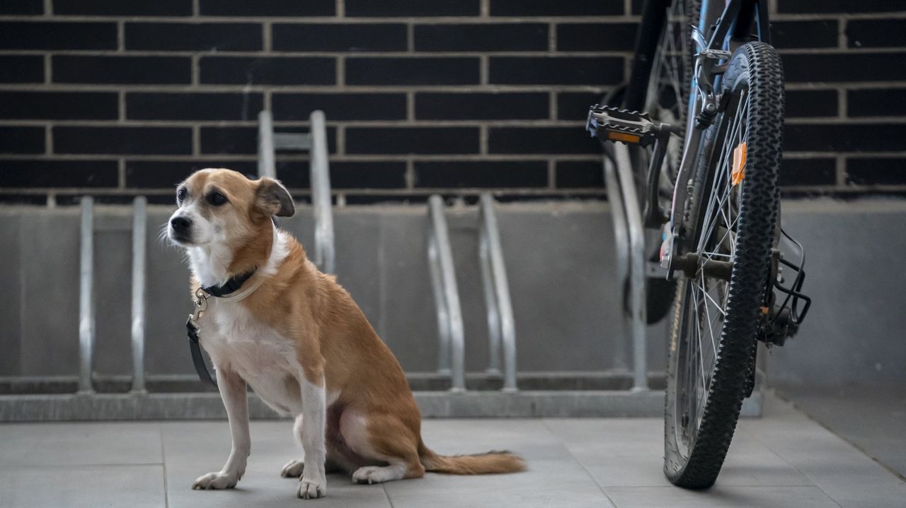 Perros y su sentido común