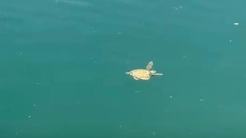 Avistan una segunda tortuga en la Costa da Morte en 48 horas