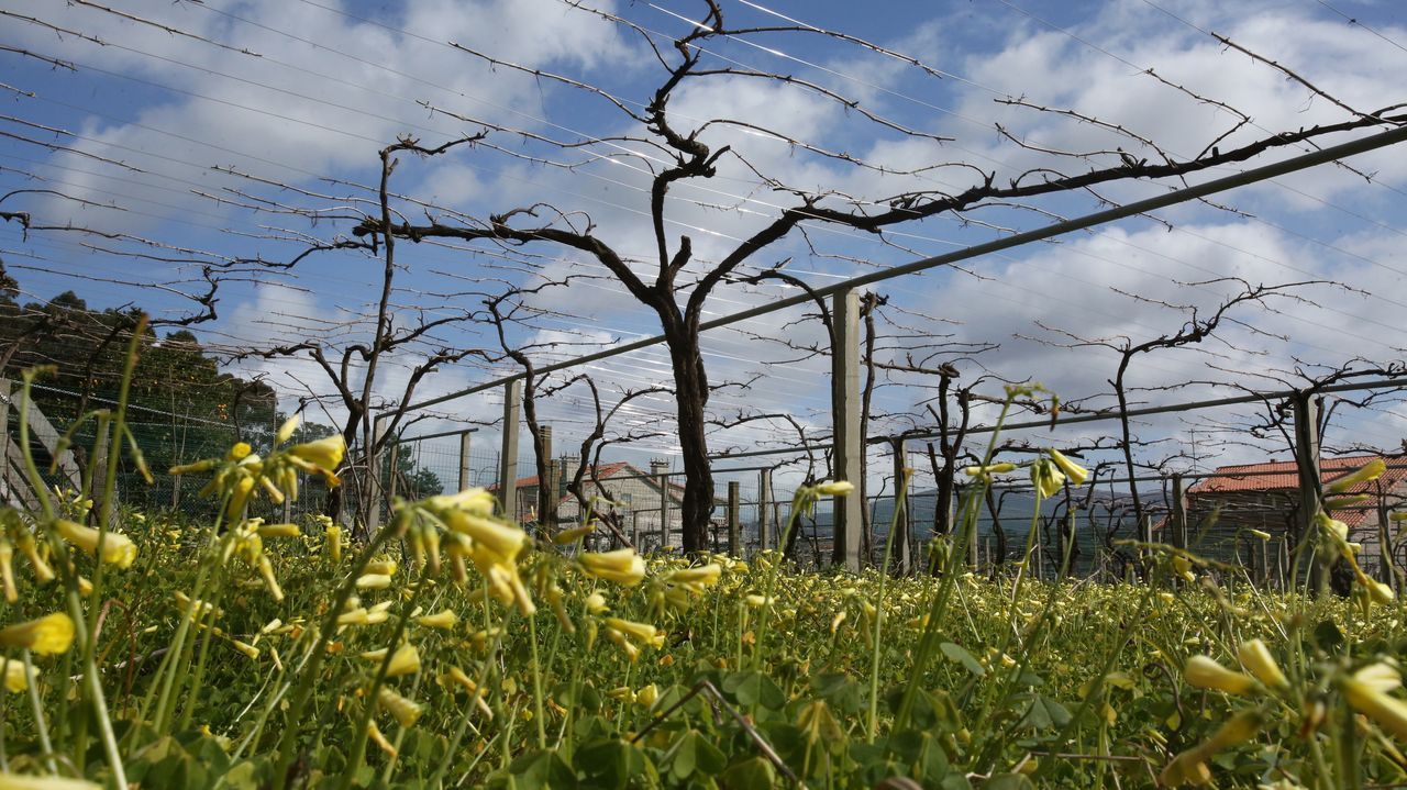 O Salnés explora el uso de compost para mejorar la producción de vino