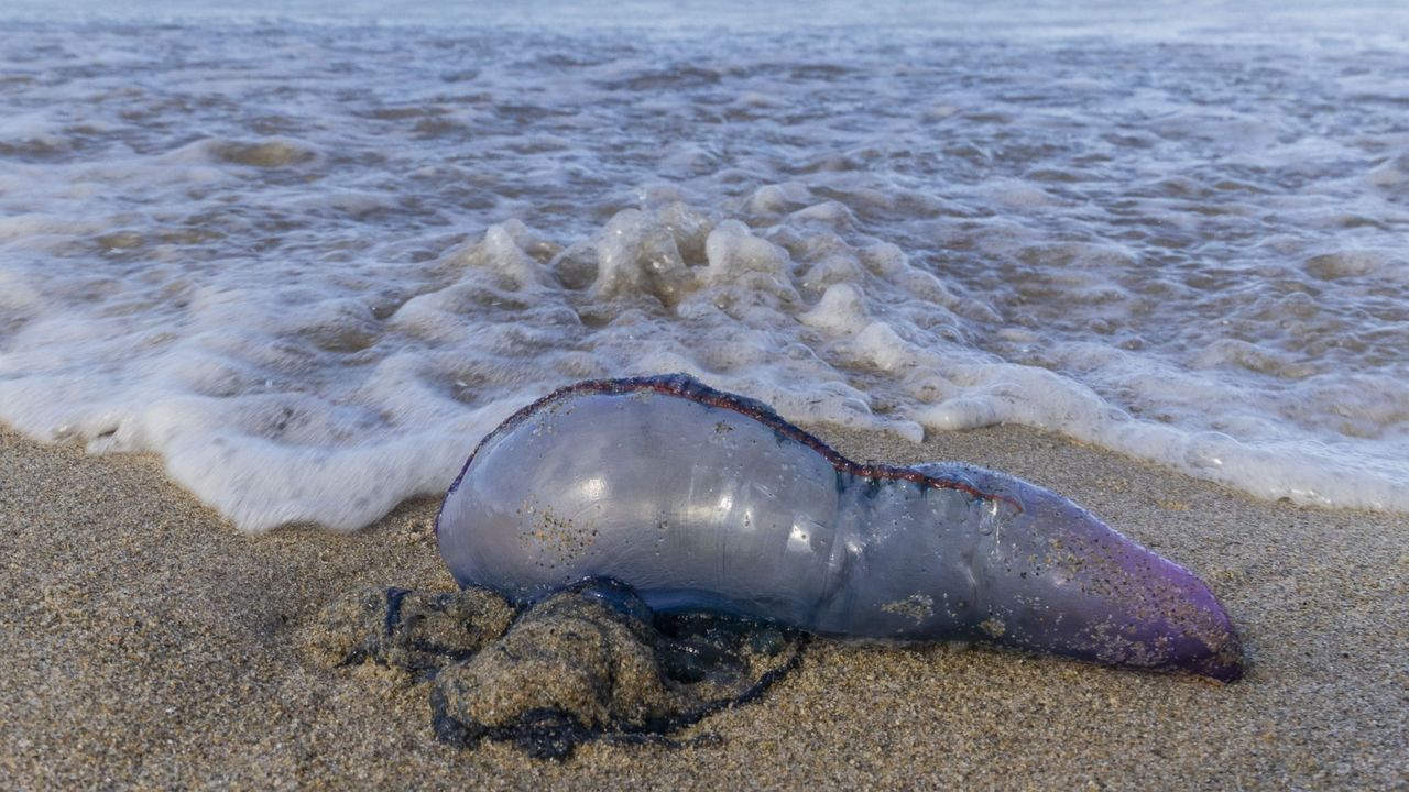 Cierran al baño una hora la playa de Peizás, en Foz, al detectar las ...