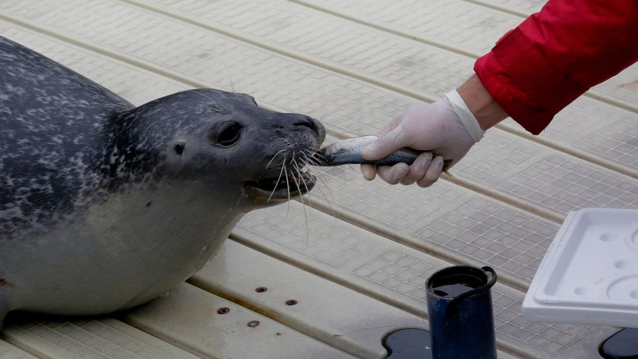De comida con las once focas de A Coruña: «Es de verdad que son afables ...