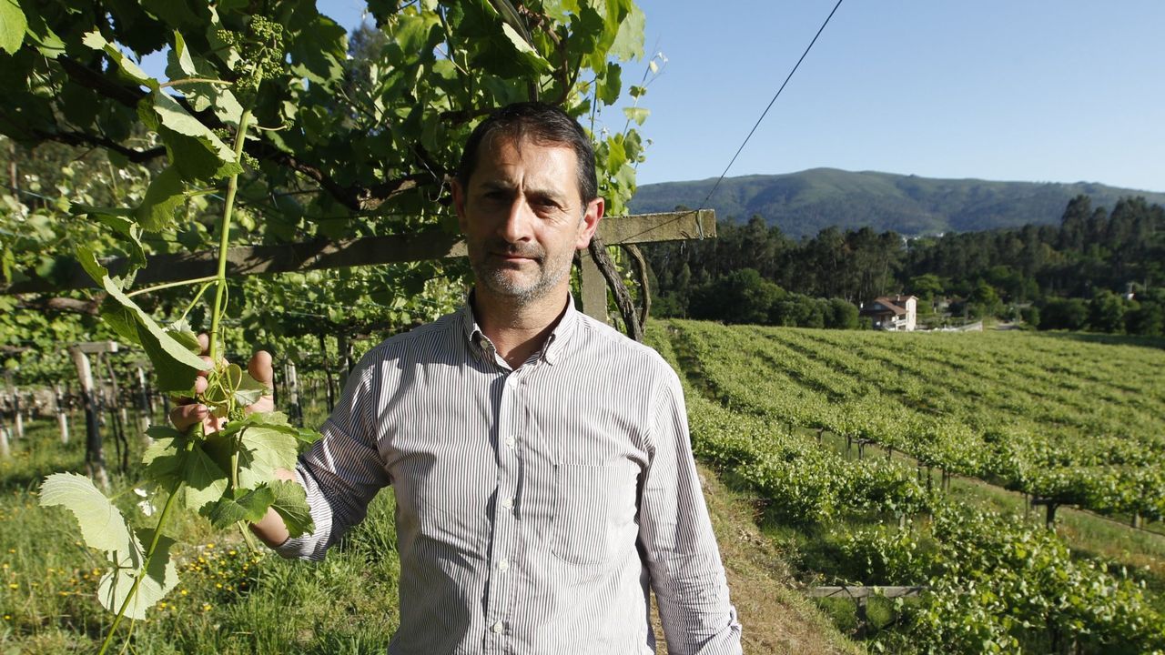 José Simón Ferro, de Bodegas As Laxas, es el nuevo presidente de Ruta ...