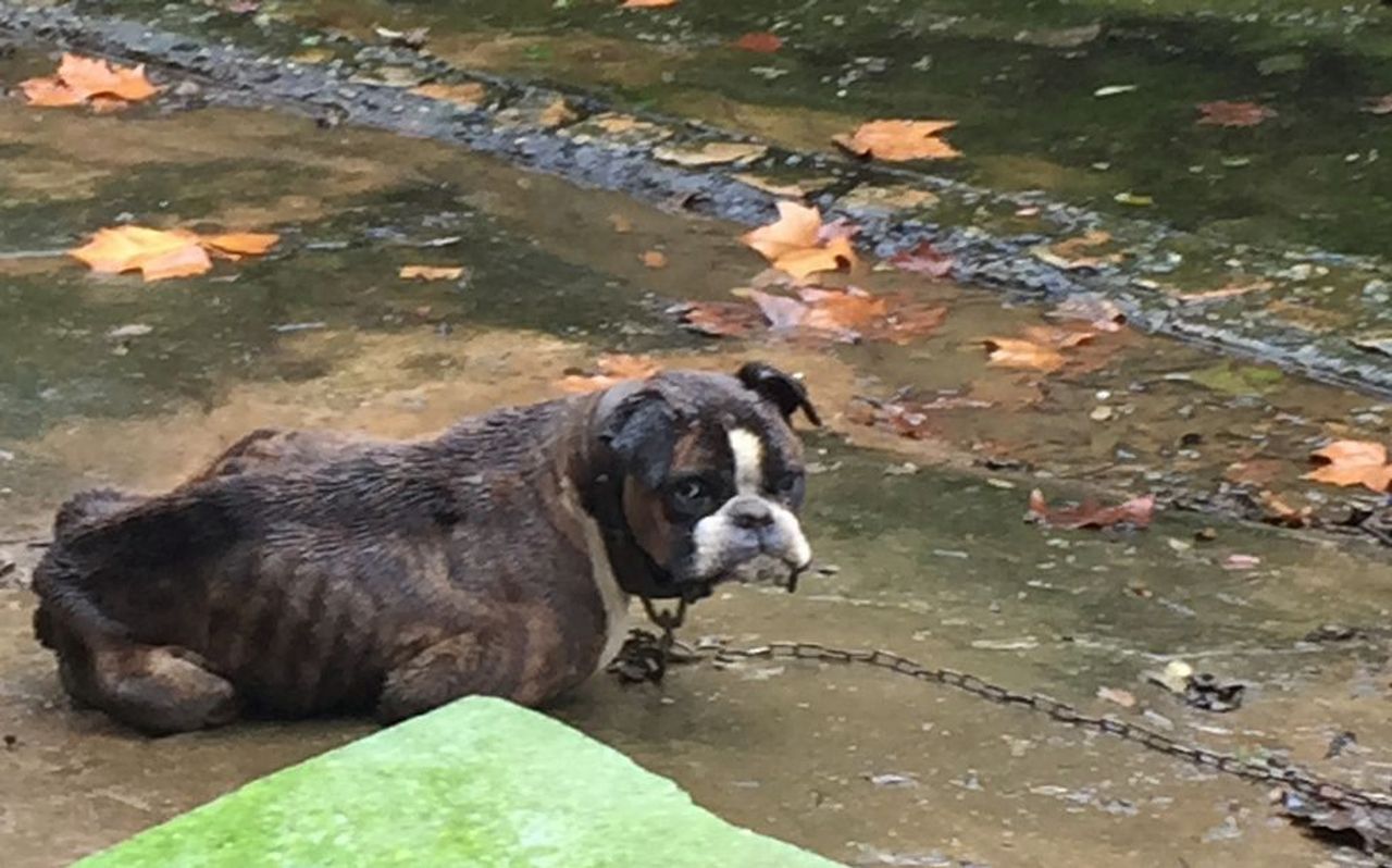 Buscan al dueño de un perro moribundo y atado en Iñás